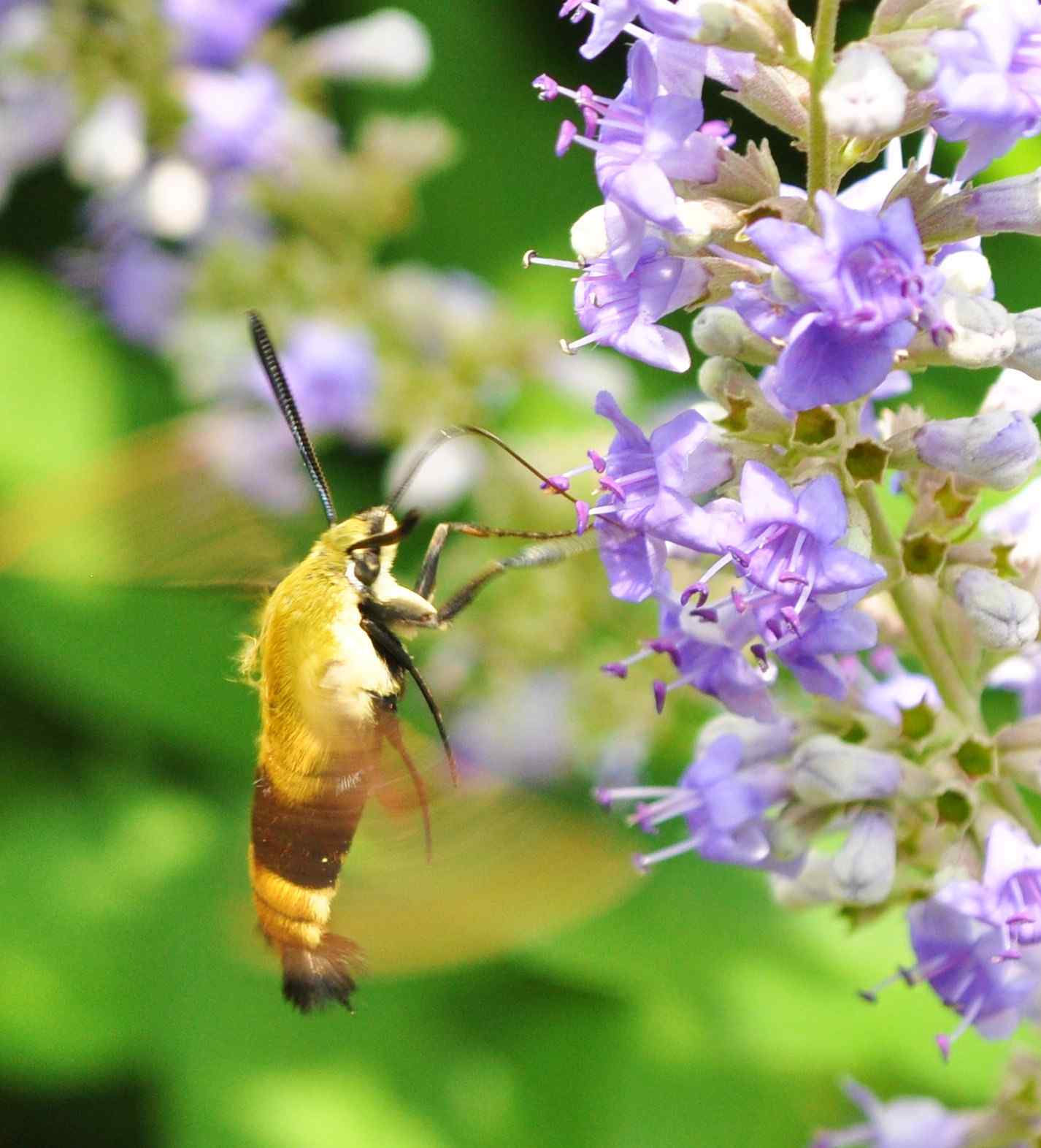 Women's Herbs – Naturopath Herbals