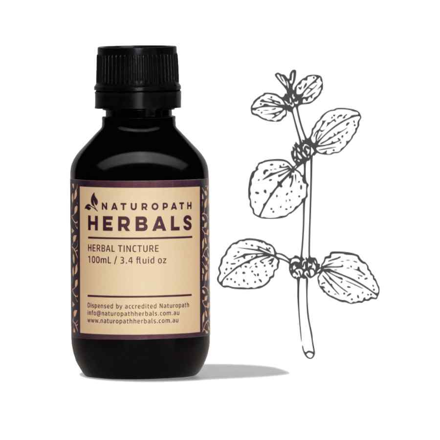 White Horehound Liquid Extract Tincture 50-500ml - Naturopath Herbals